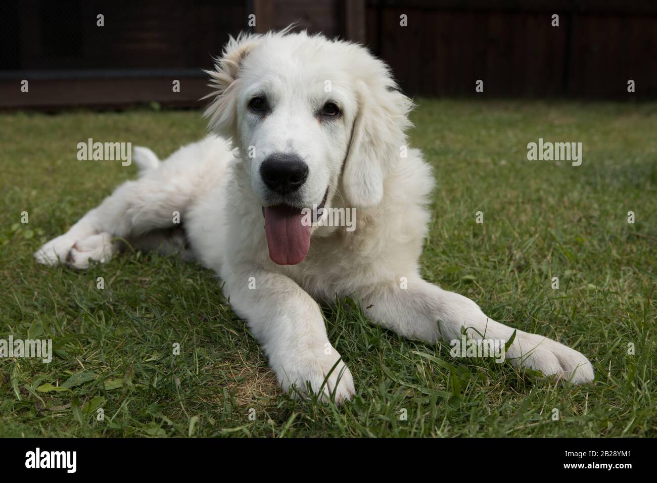 Tatra shepherd dog hi-res stock photography and images - Alamy