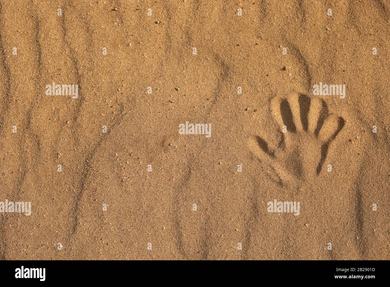 handprint on the sand. close up of one handprint in the sand, sea on ...
