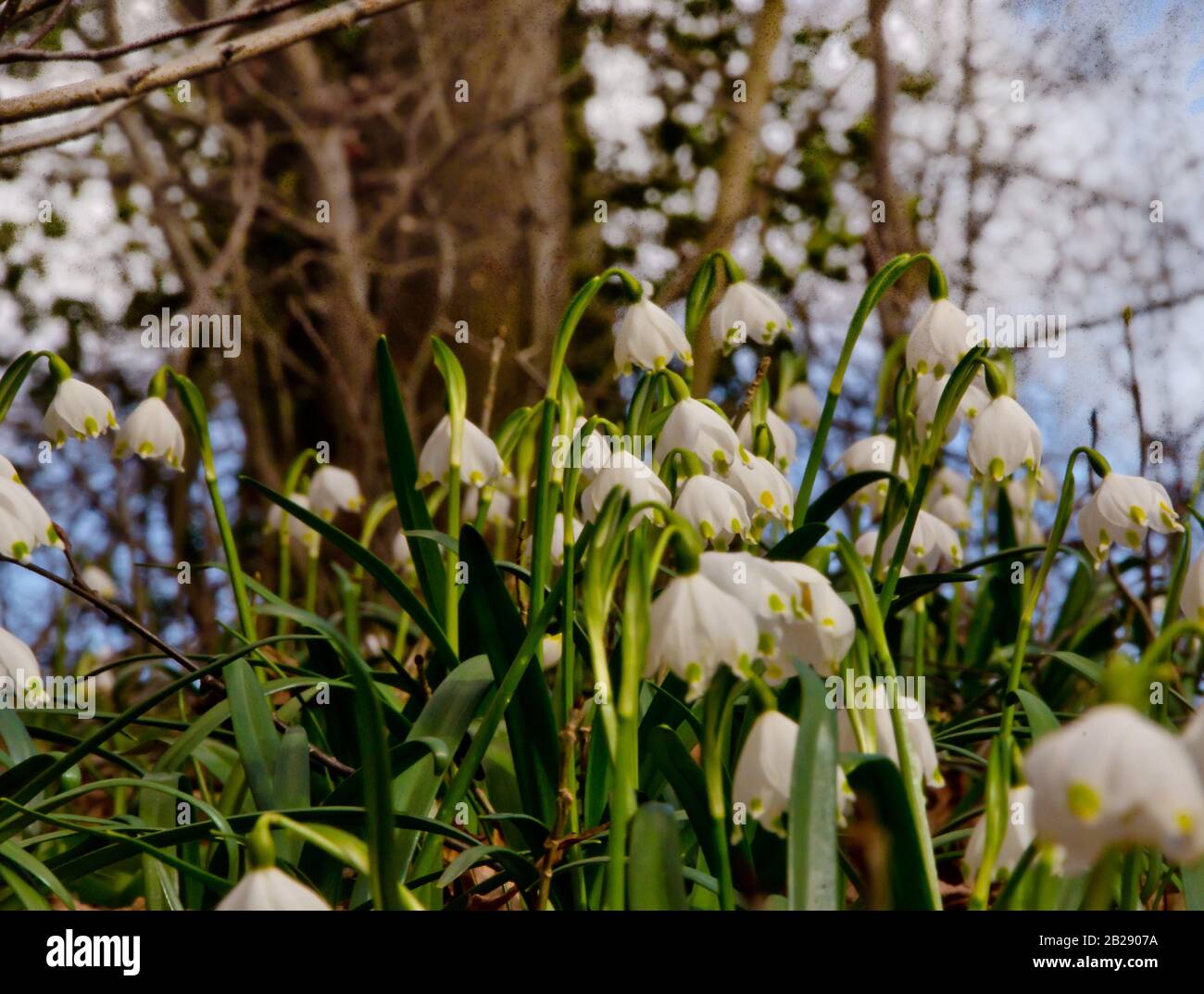 A large group of white blooming spring snowflakes, wild in a forest ...