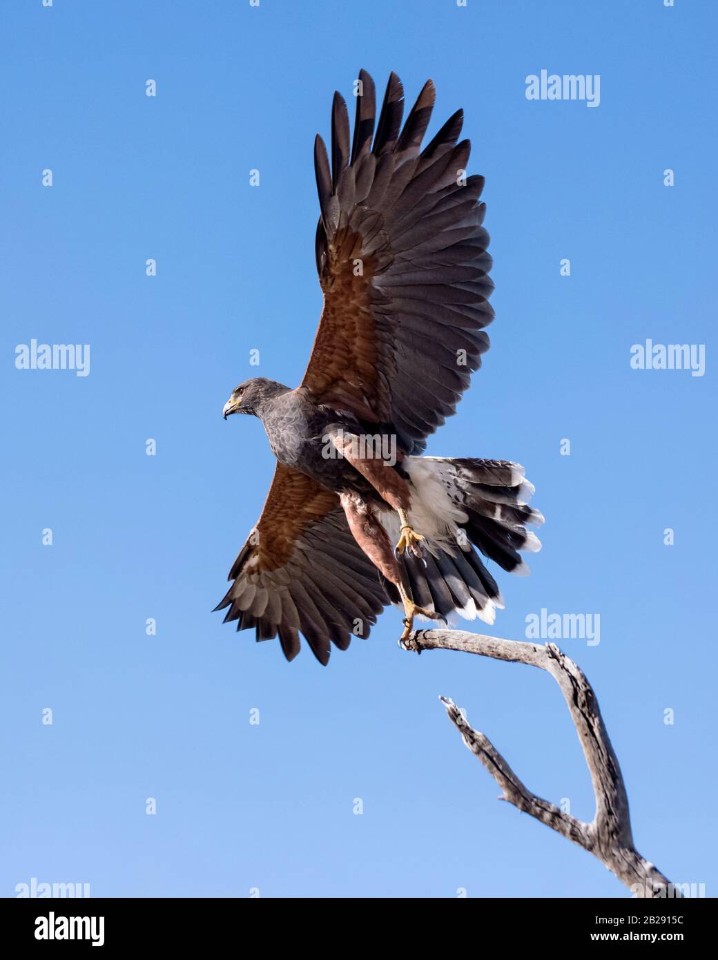 Harris hawk and talons hi-res stock photography and images - Alamy