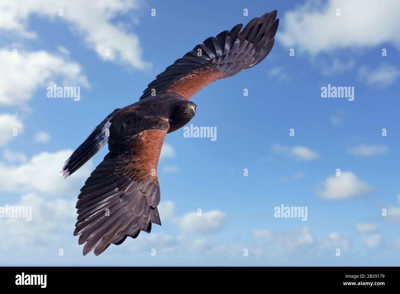Harris hawk and talons hi-res stock photography and images - Alamy