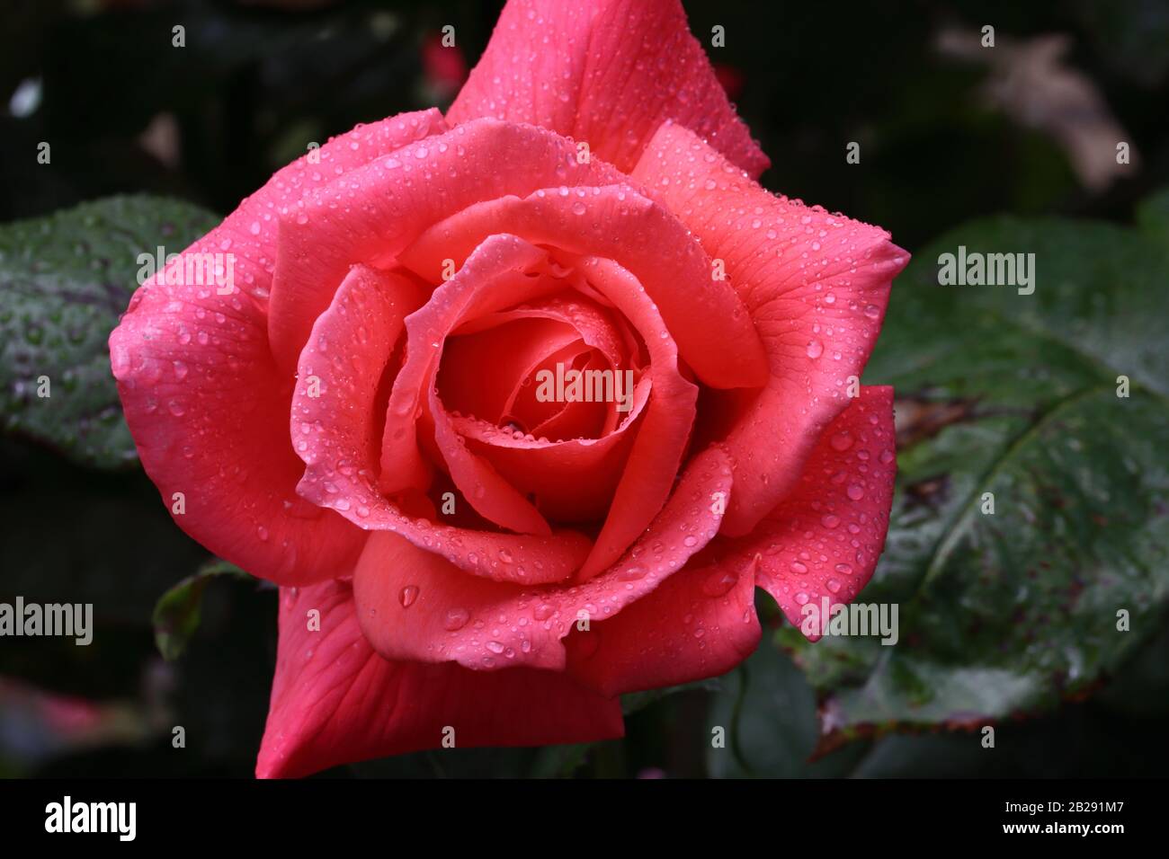 Rose Leaping Salmon: Large salmon pink classic hybrid tea type blooms ...