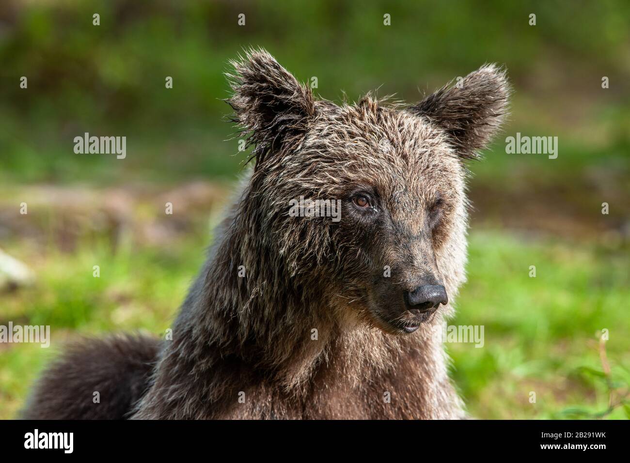 Close up portrait of Brown bear in the summer forest. Green forest ...