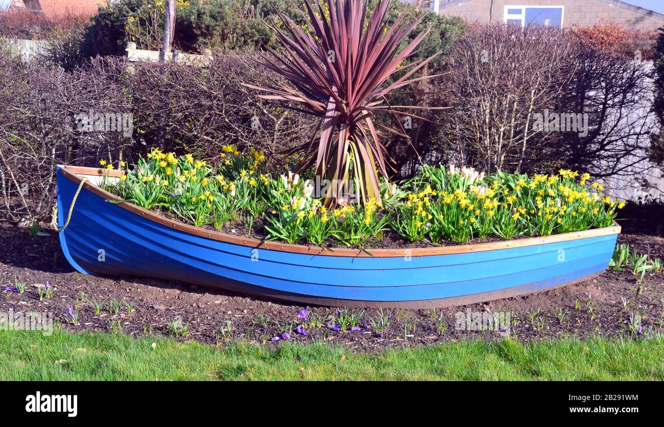 A rowing boat filled with daffodil flowers decorates a garden in Lytham ...