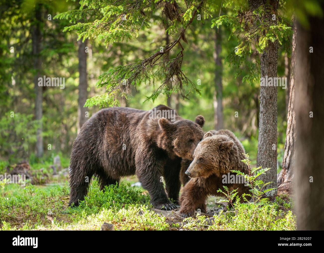 Wild adult Brown Bears in the summer forest. Natural habitat ...