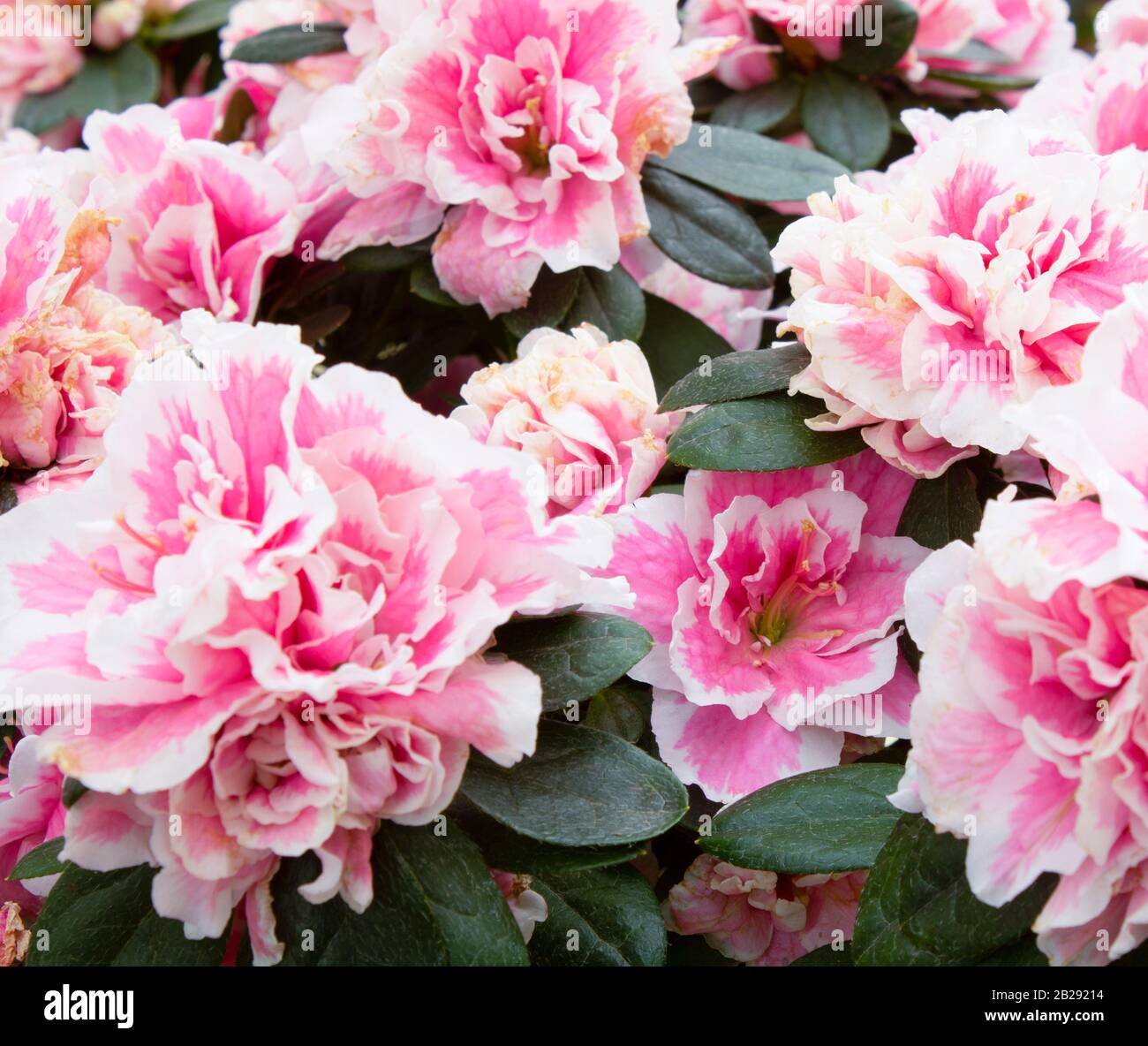 Photo of azalea plant with white pink colors. Close up Stock Photo - Alamy