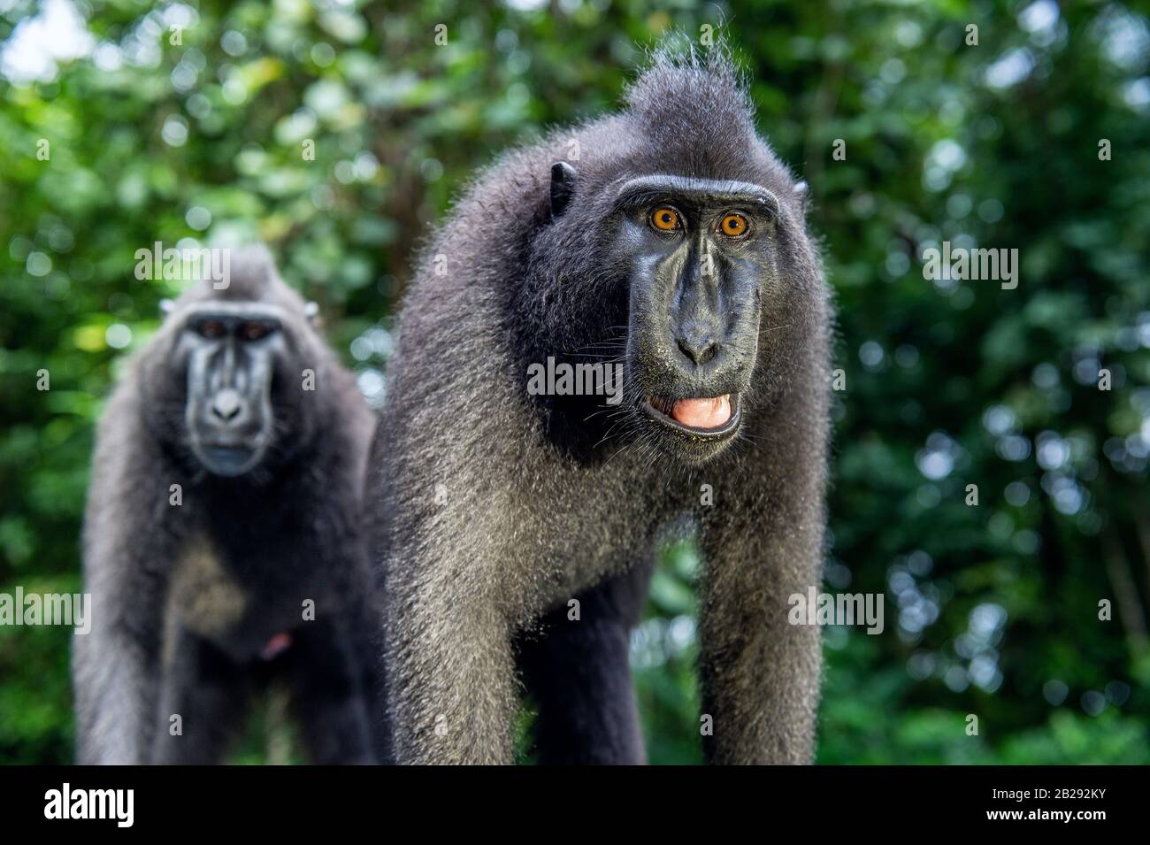The Celebes crested macaque. Green natural background. Crested black macaque, Sulawesi crested ...