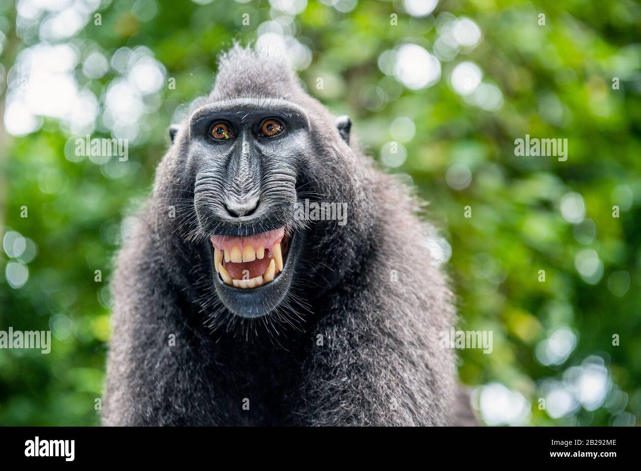 Celebes crested macaque with open mouth. Close up portrait on the green ...