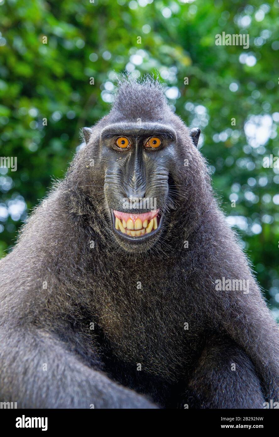 Celebes crested macaque with open mouth. Close up portrait on the green ...