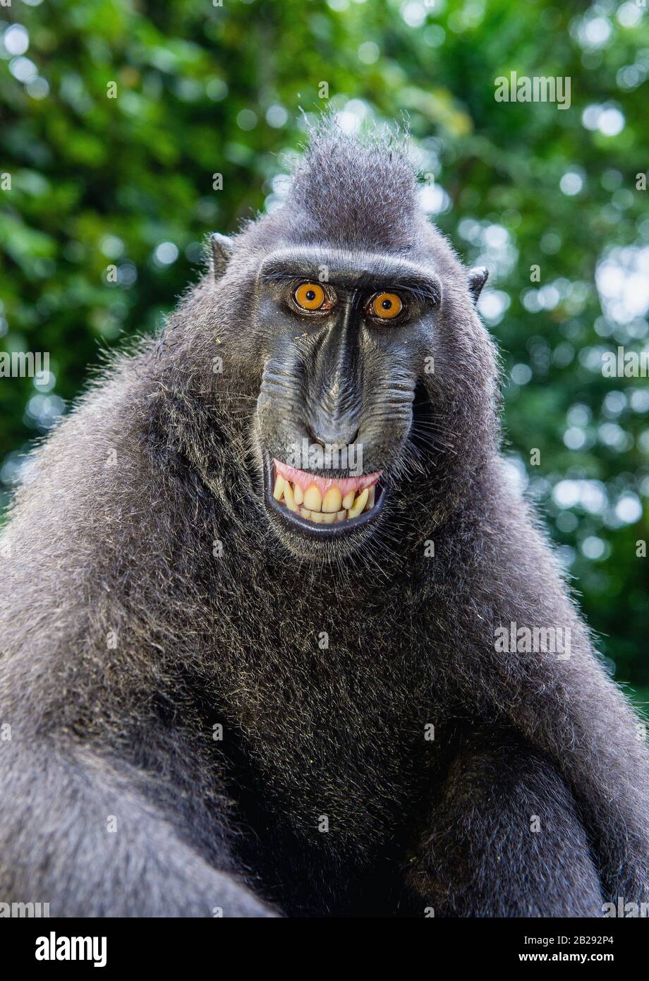 beruk hitam moor macaque - Felicity Butler