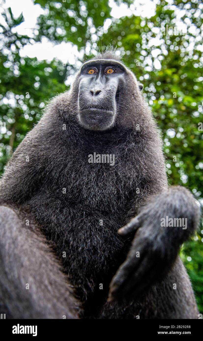 Apes wide angle close up hi-res stock photography and images - Alamy