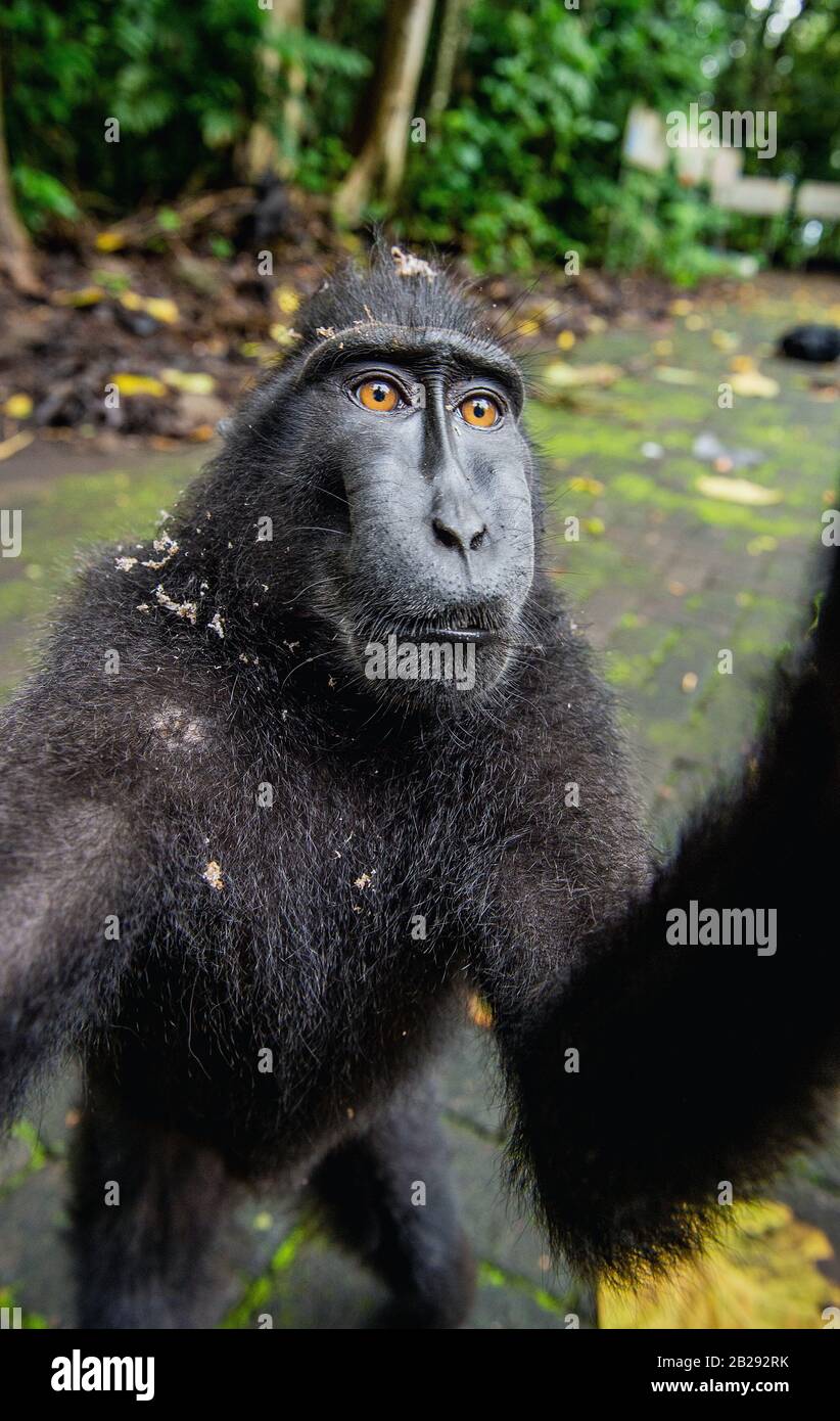 The Celebes crested macaque. Crested black macaque, Sulawesi crested ...
