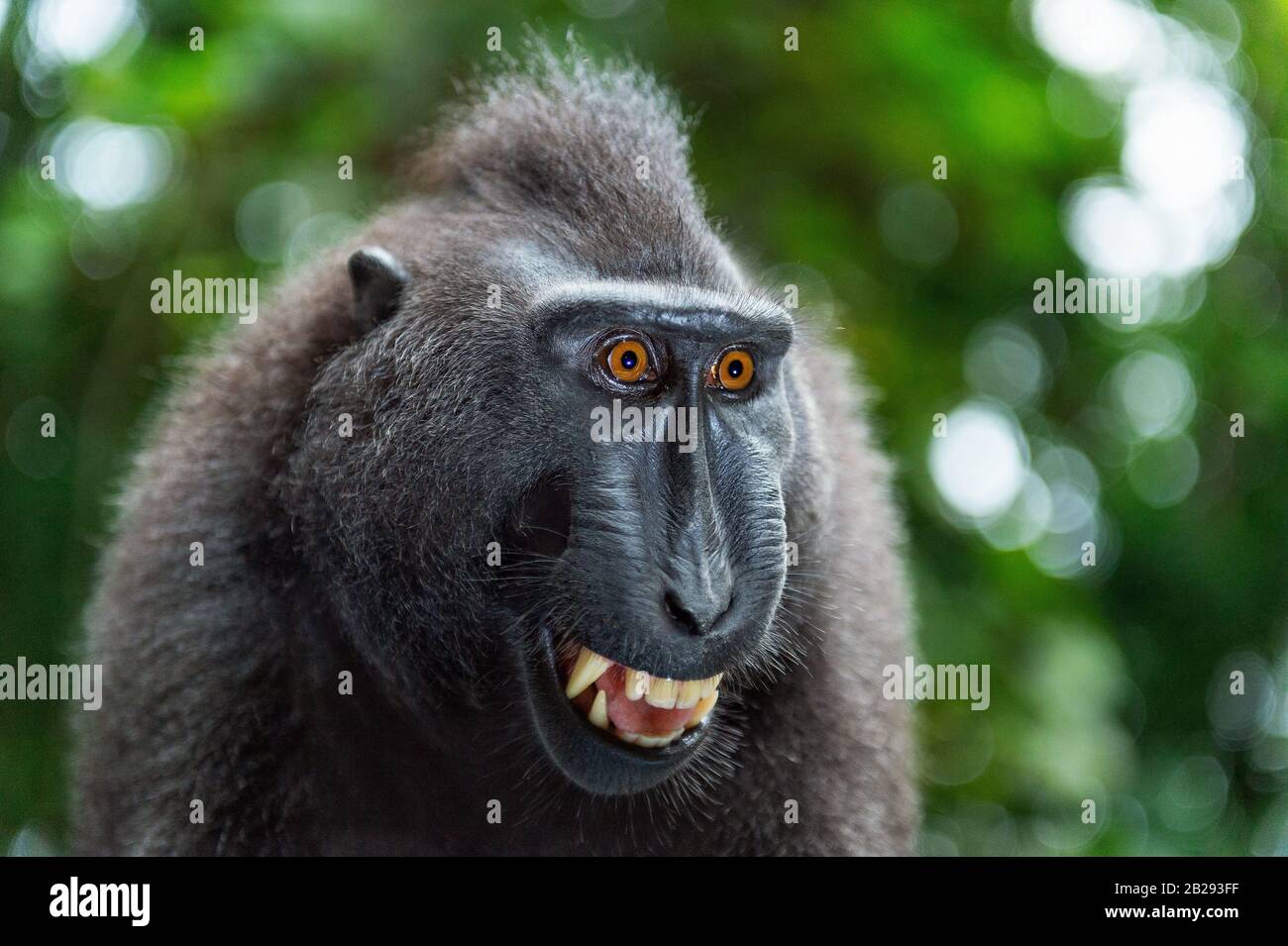 beruk hitam moor macaque - Felicity Butler