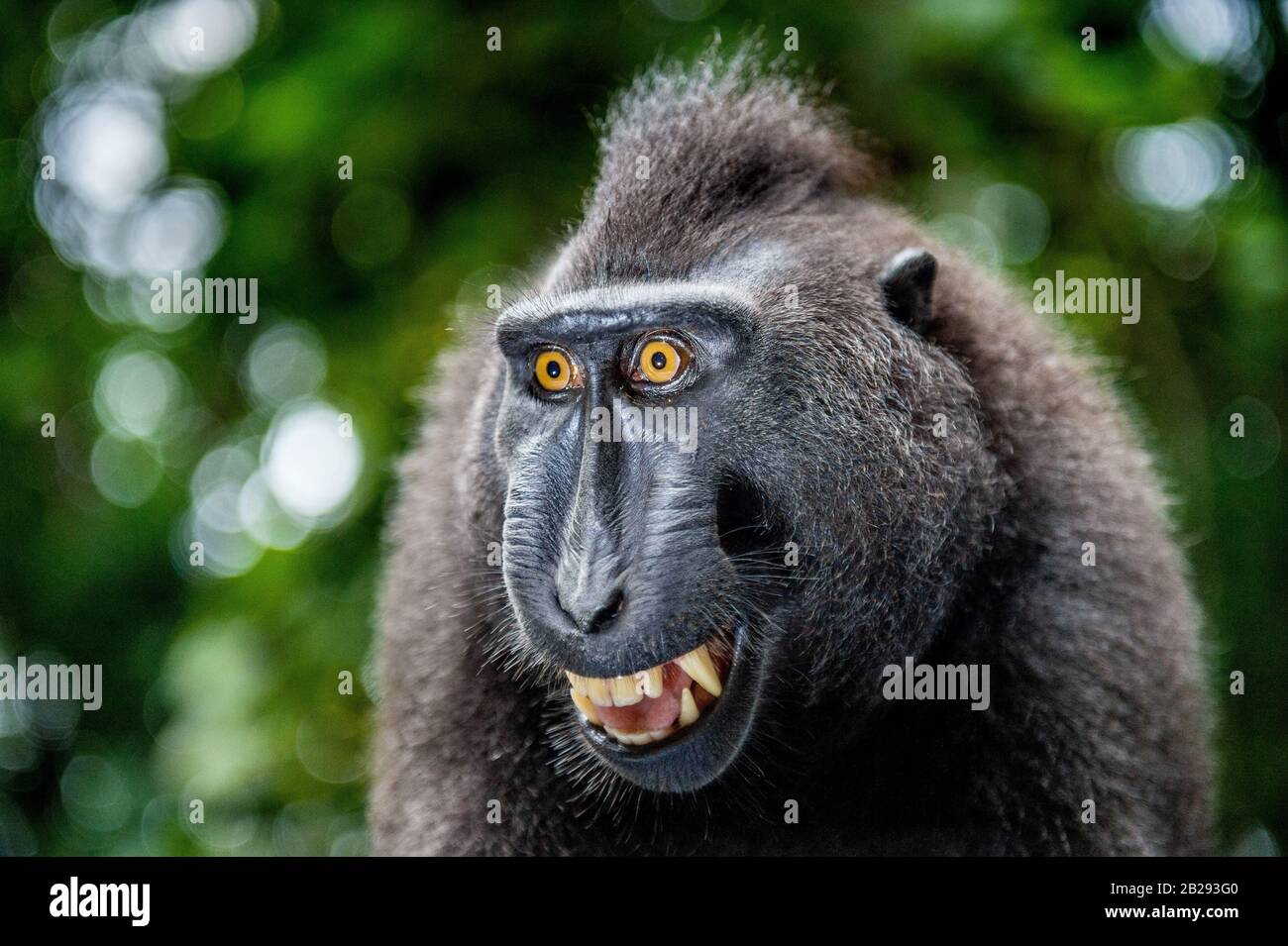 beruk hitam moor macaque - Felicity Butler