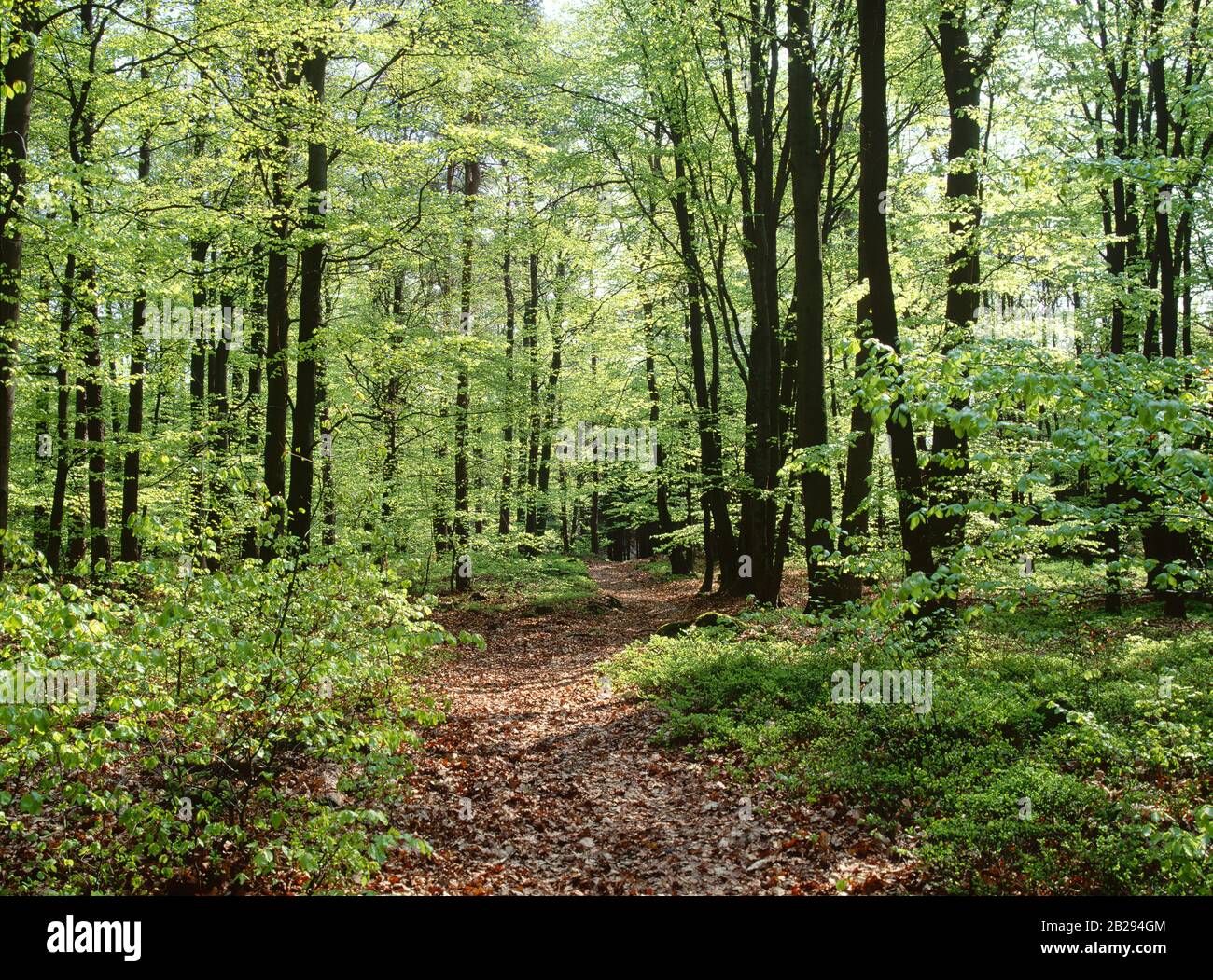 Beech forest in spring near Hesselbach (part of Oberzent) in the ...