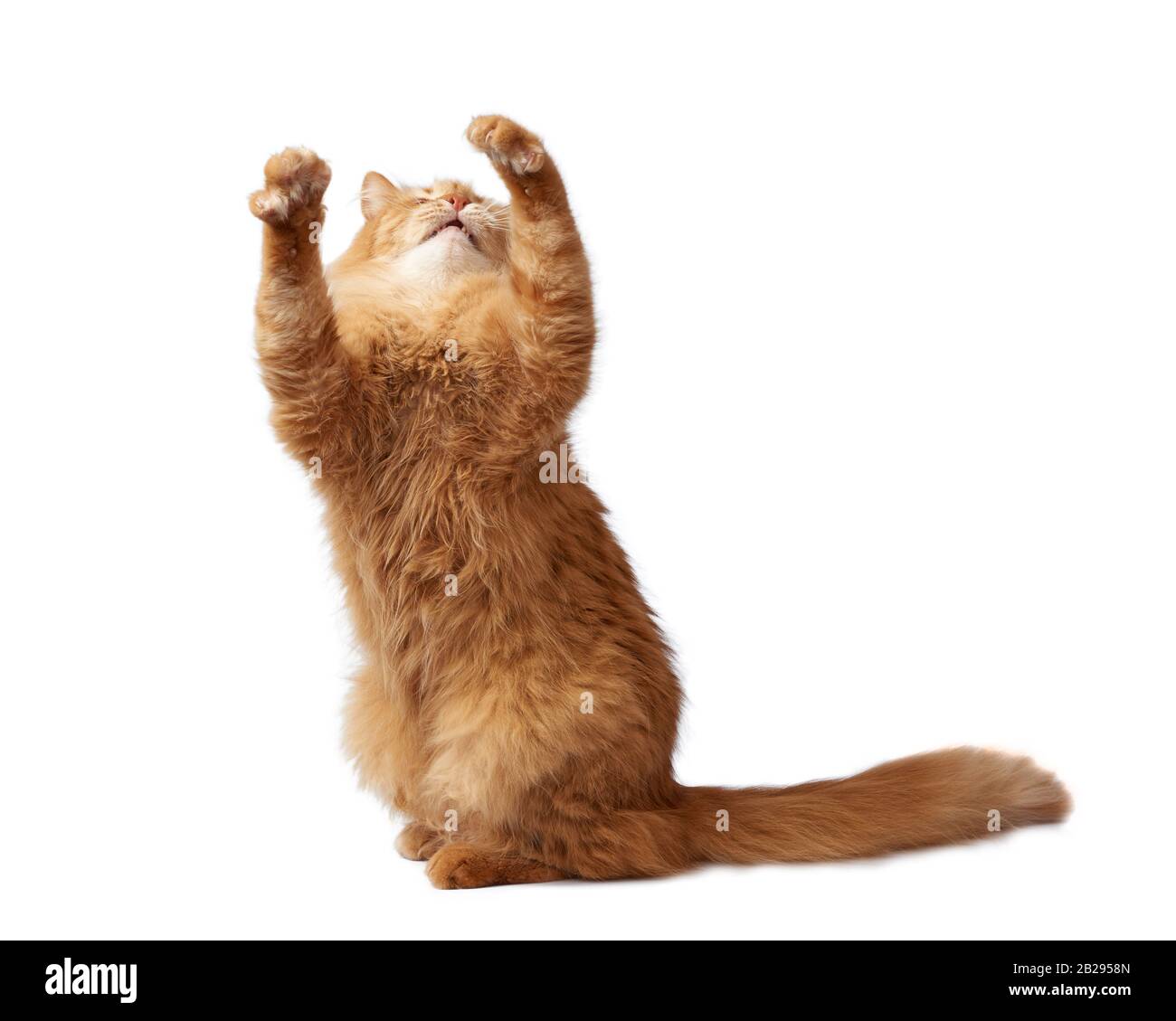 adult ginger fluffy cat raised his front paw up on a white background ...