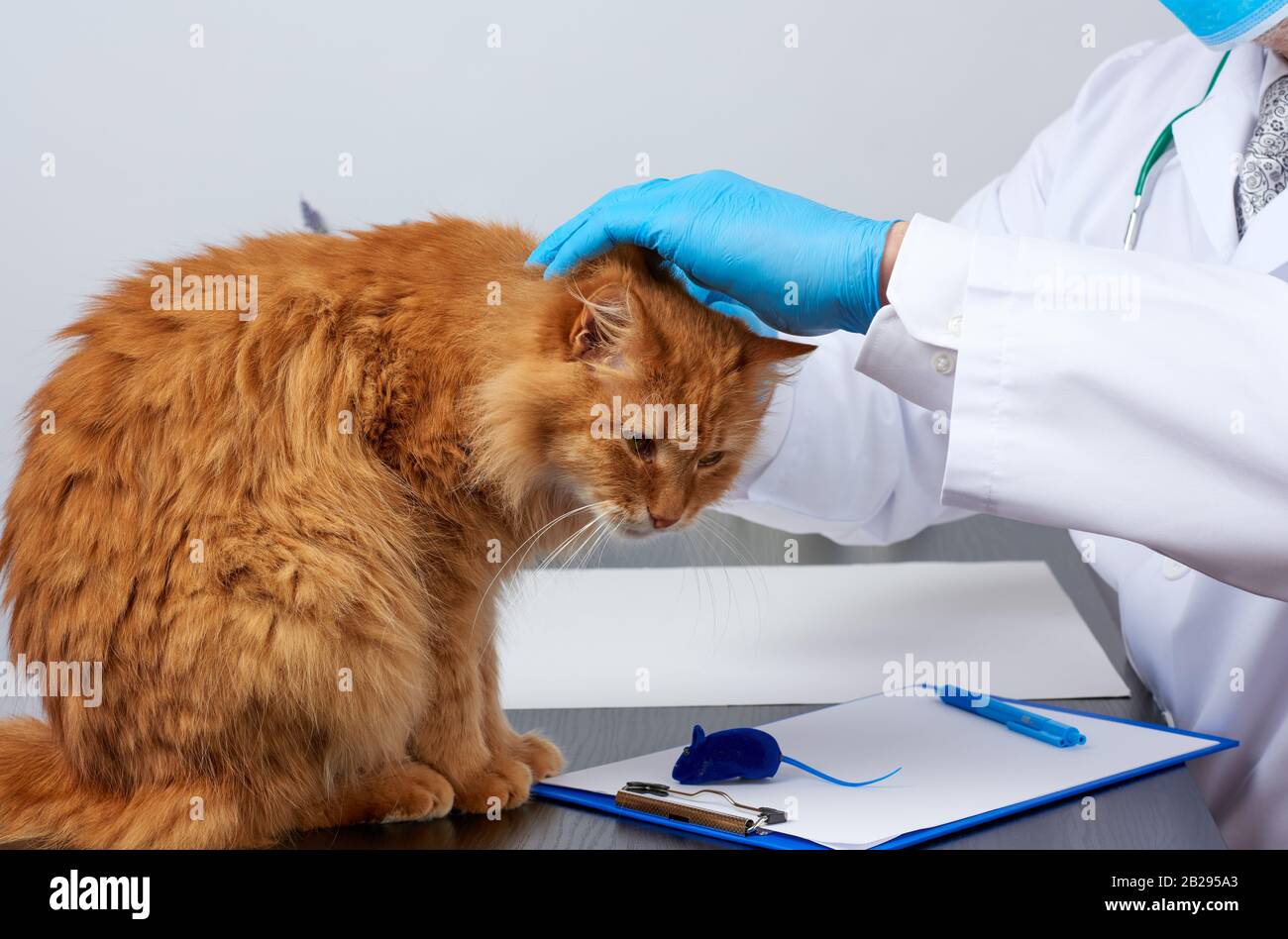 male vet in a white medical coat sits at a table and examines an adult ...