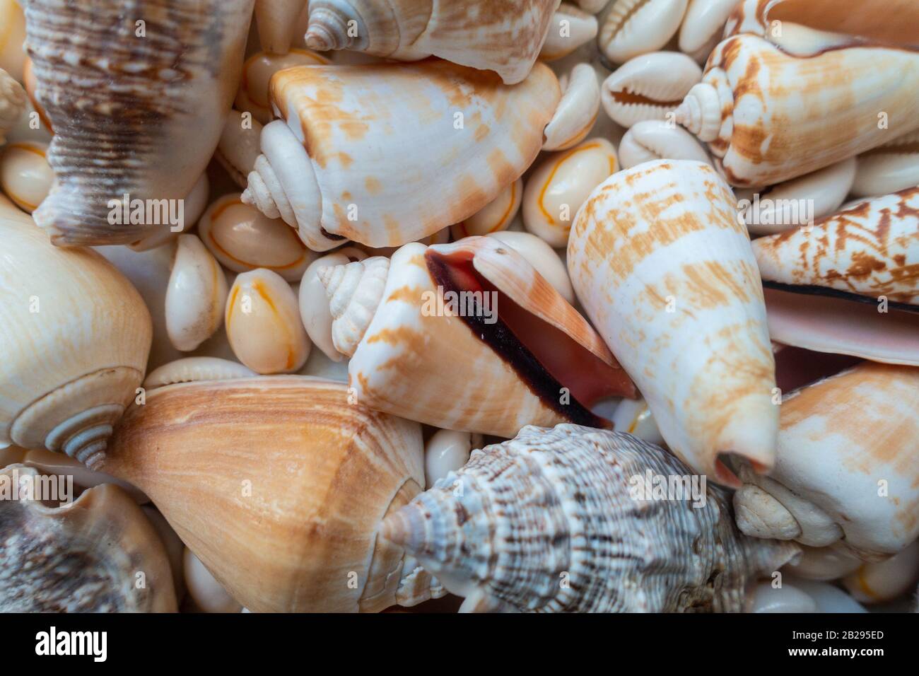 A collection of seashells laid flat Stock Photo - Alamy