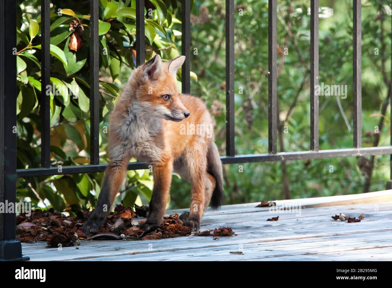 Baby red fox (Vulpes vulpes) playing and exploring on a spring ...