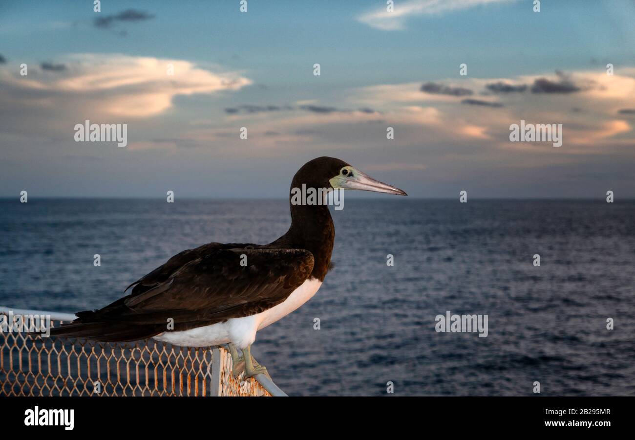 Closeup profile of an adult brown booby ( (Sula leucogaster) hitching a ...