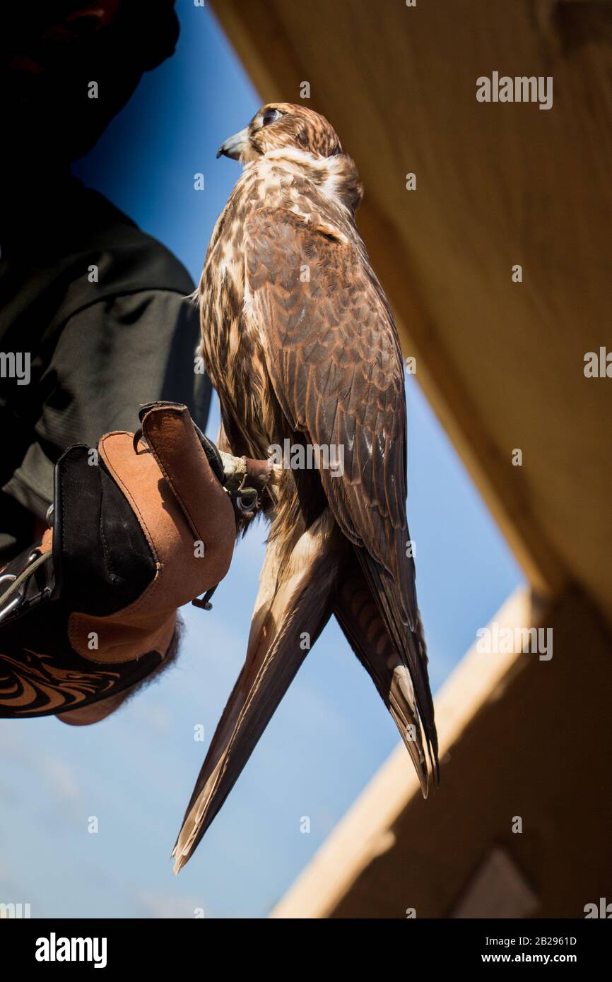 Falcon on human hand hi-res stock photography and images - Alamy