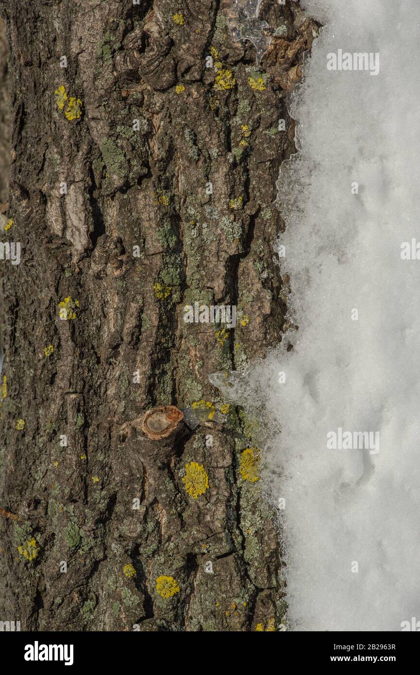 Tree bark and snow. Wood texture in winter, snow, nature, February ...
