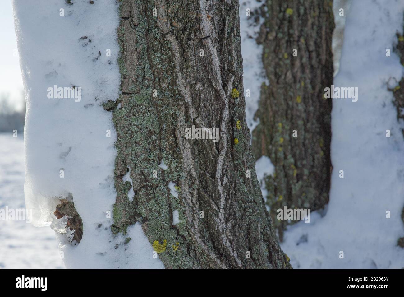 Tree bark and snow. Wood texture in winter, snow, nature, February ...