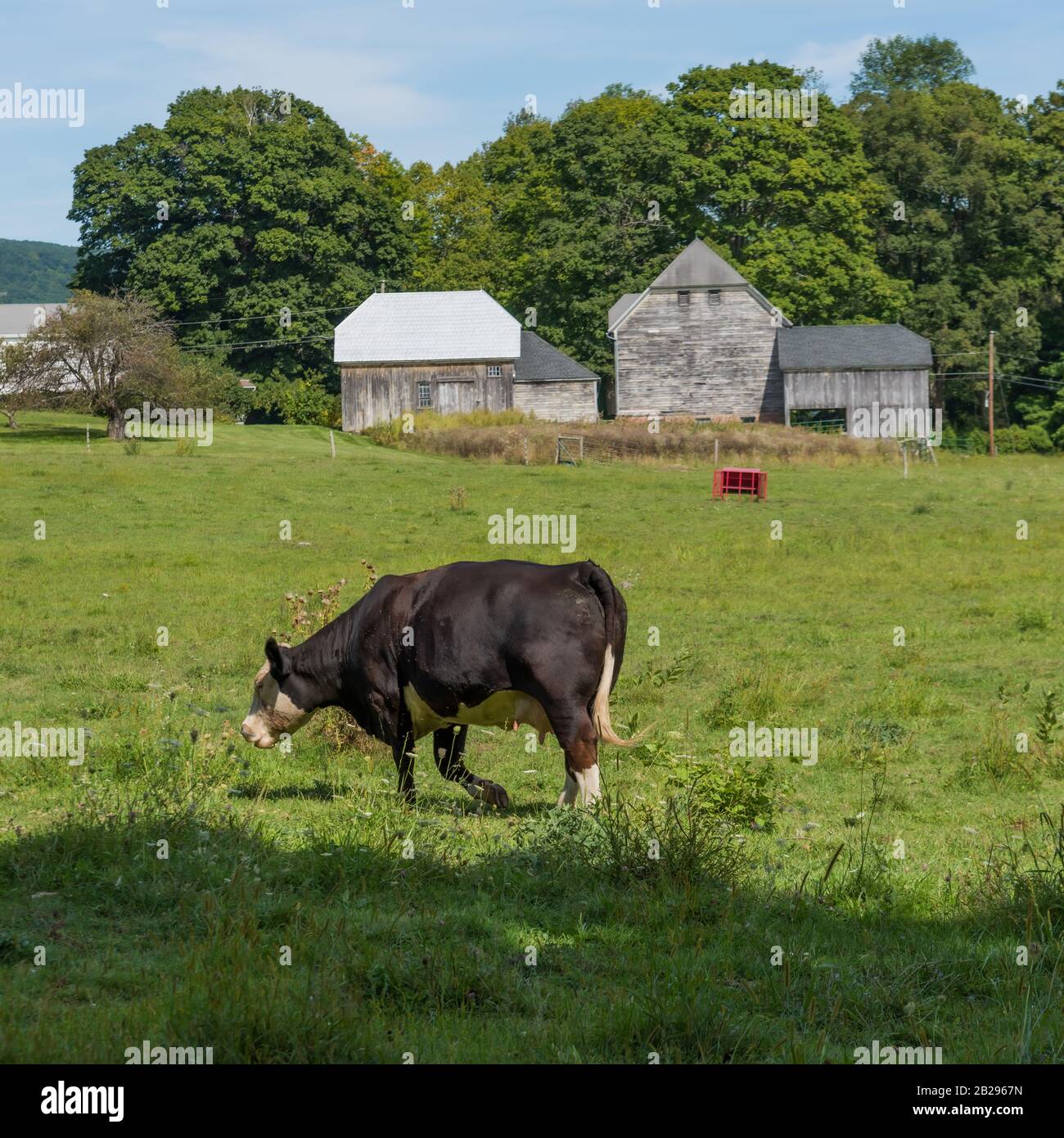 Black and white cow grazing in front of farm buildings in rural ...