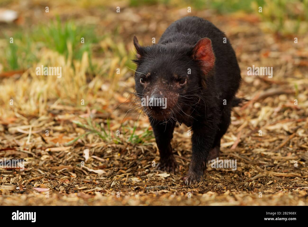 Tasmanian Devil - Sarcophilus harrisii carnivorous marsupial family ...