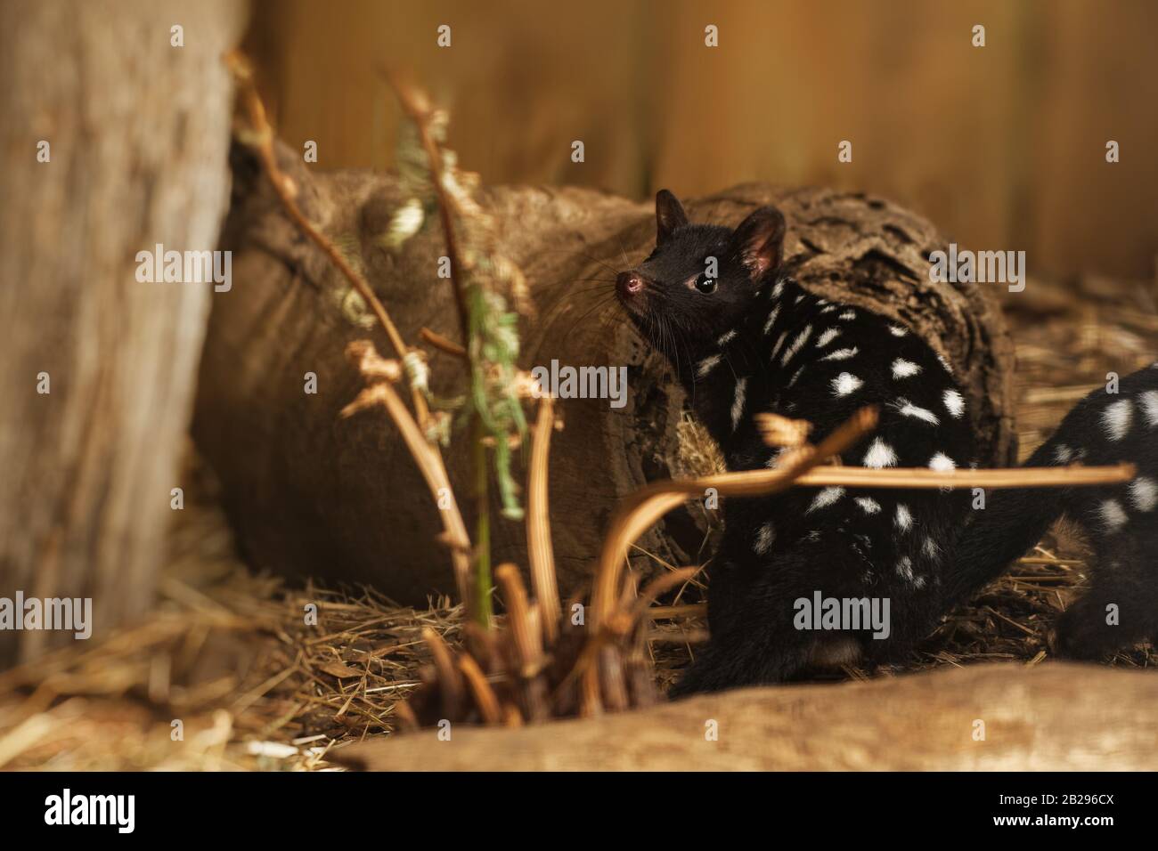 Eastern Quoll - Dasyurus viverrinus also the eastern native cat, medium ...