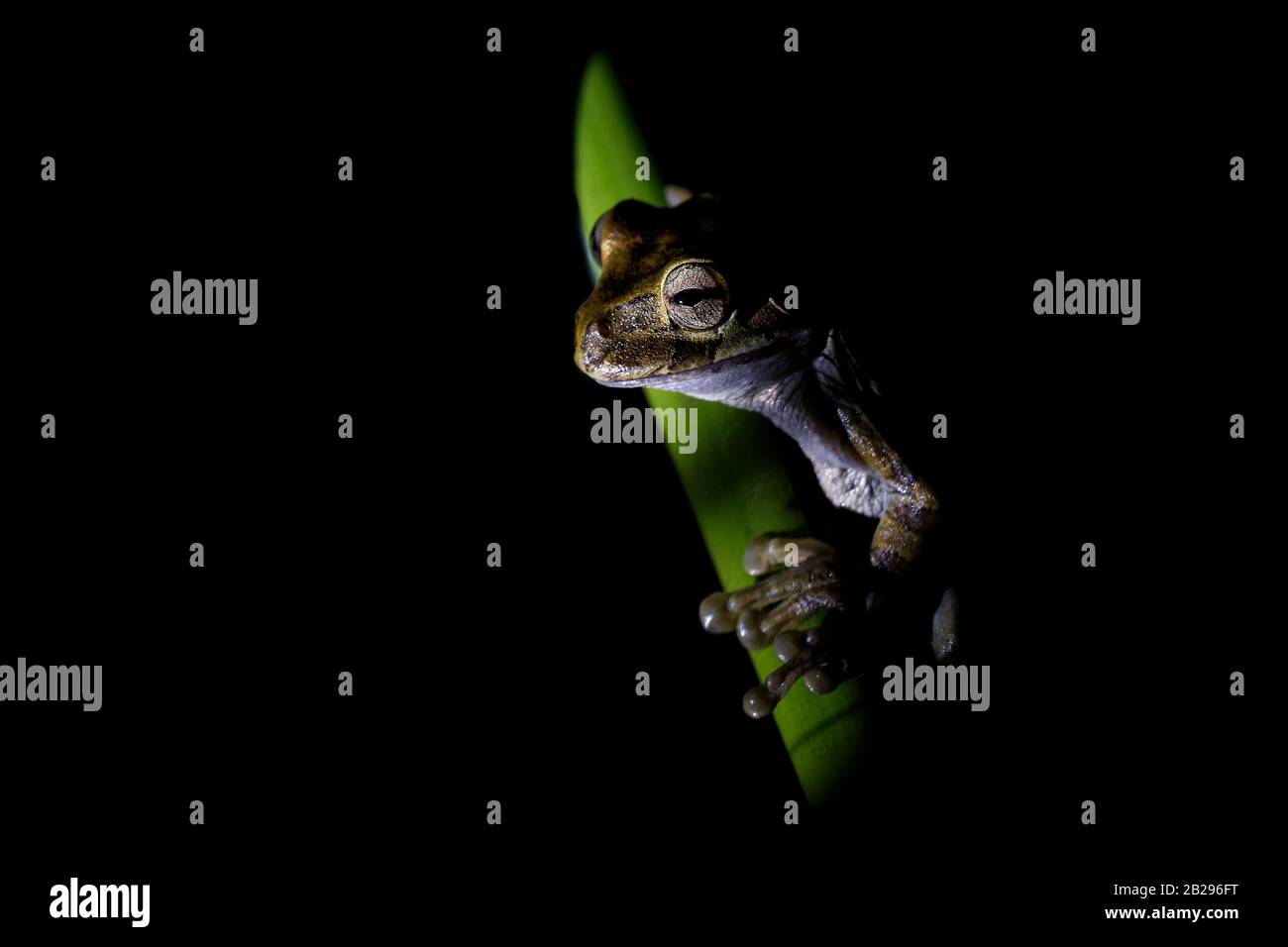 Common Mexican tree frog - Smilisca baudinii nocturnal species of tree ...