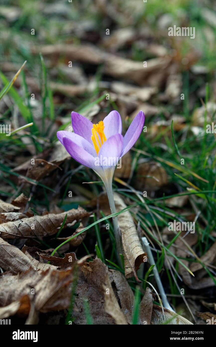 Woodland crocus or early crocus Crocus tommasinianus Stock Photo - Alamy