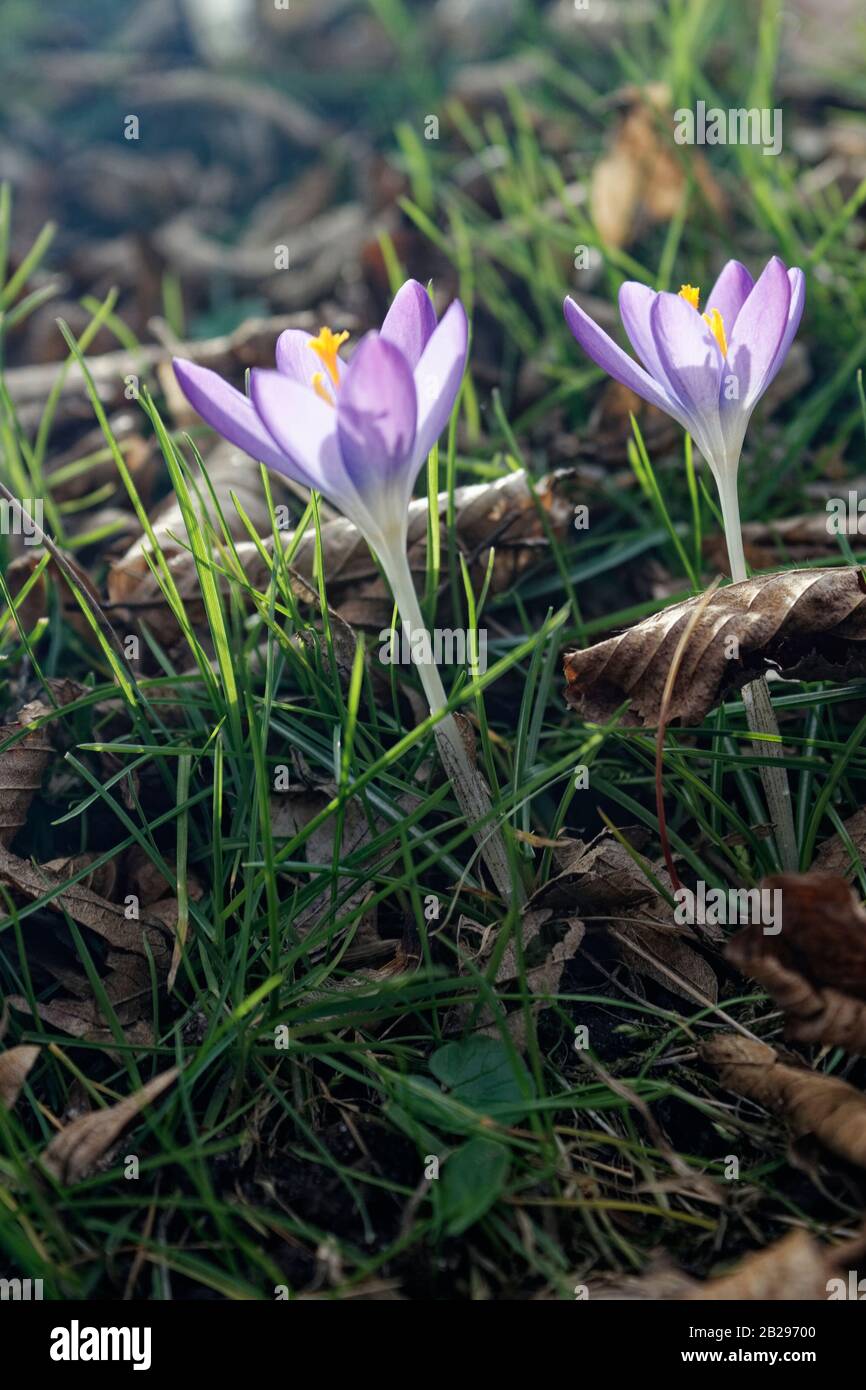 Woodland crocus or early crocus Crocus tommasinianus Stock Photo - Alamy