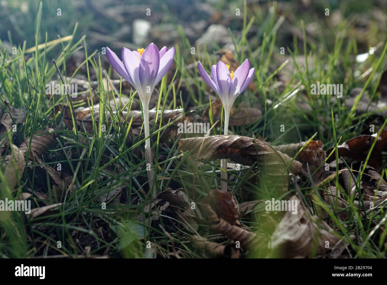Woodland crocus or early crocus Crocus tommasinianus Stock Photo - Alamy