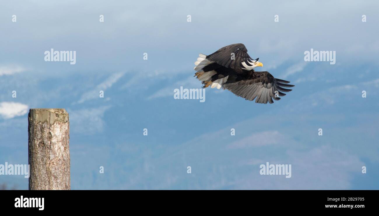 Bald eagle taking flight from high perch over a valley, with legs ...