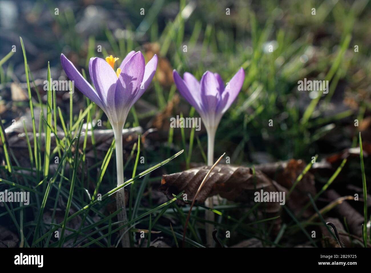 Woodland crocus or early crocus Crocus tommasinianus Stock Photo - Alamy