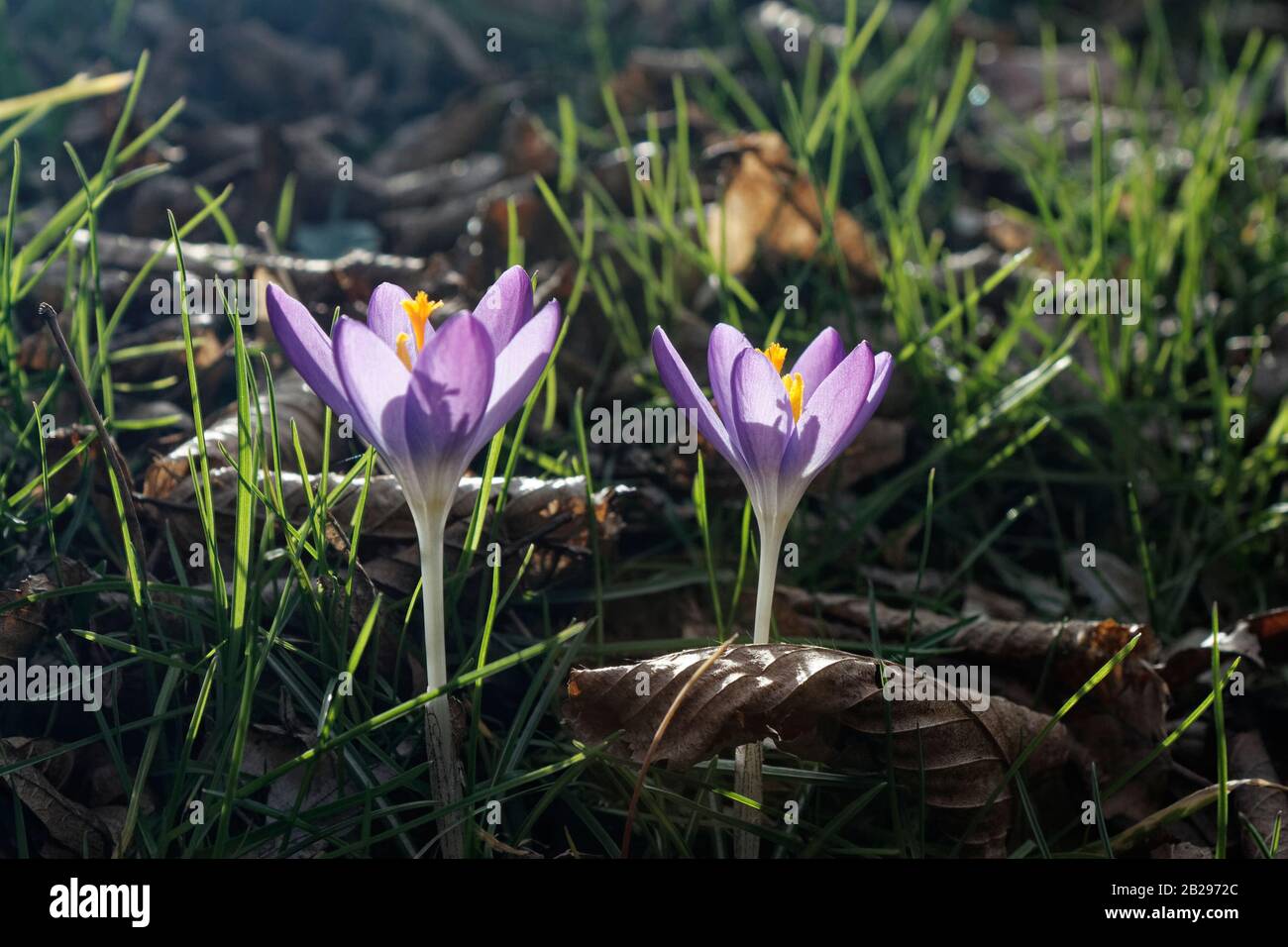Woodland crocus hi-res stock photography and images - Alamy