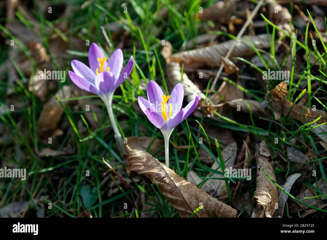 Woodland crocus or early crocus Crocus tommasinianus Stock Photo - Alamy
