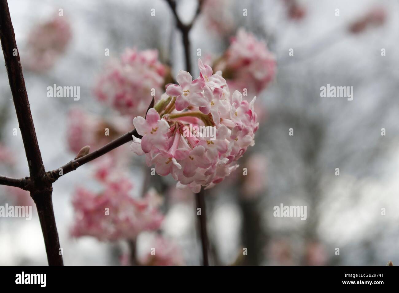 Culver's root Fragrant Viburnum Viburnum farrei Stearn Stock Photo - Alamy