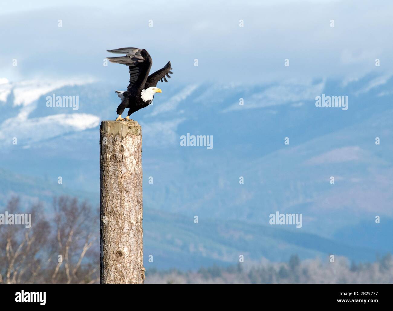 Majestic bald eagle perched with wings outstretched to take flight from ...