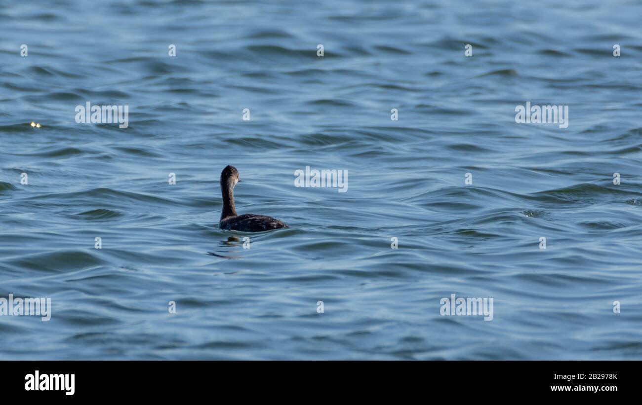 Coot feather hi-res stock photography and images - Alamy