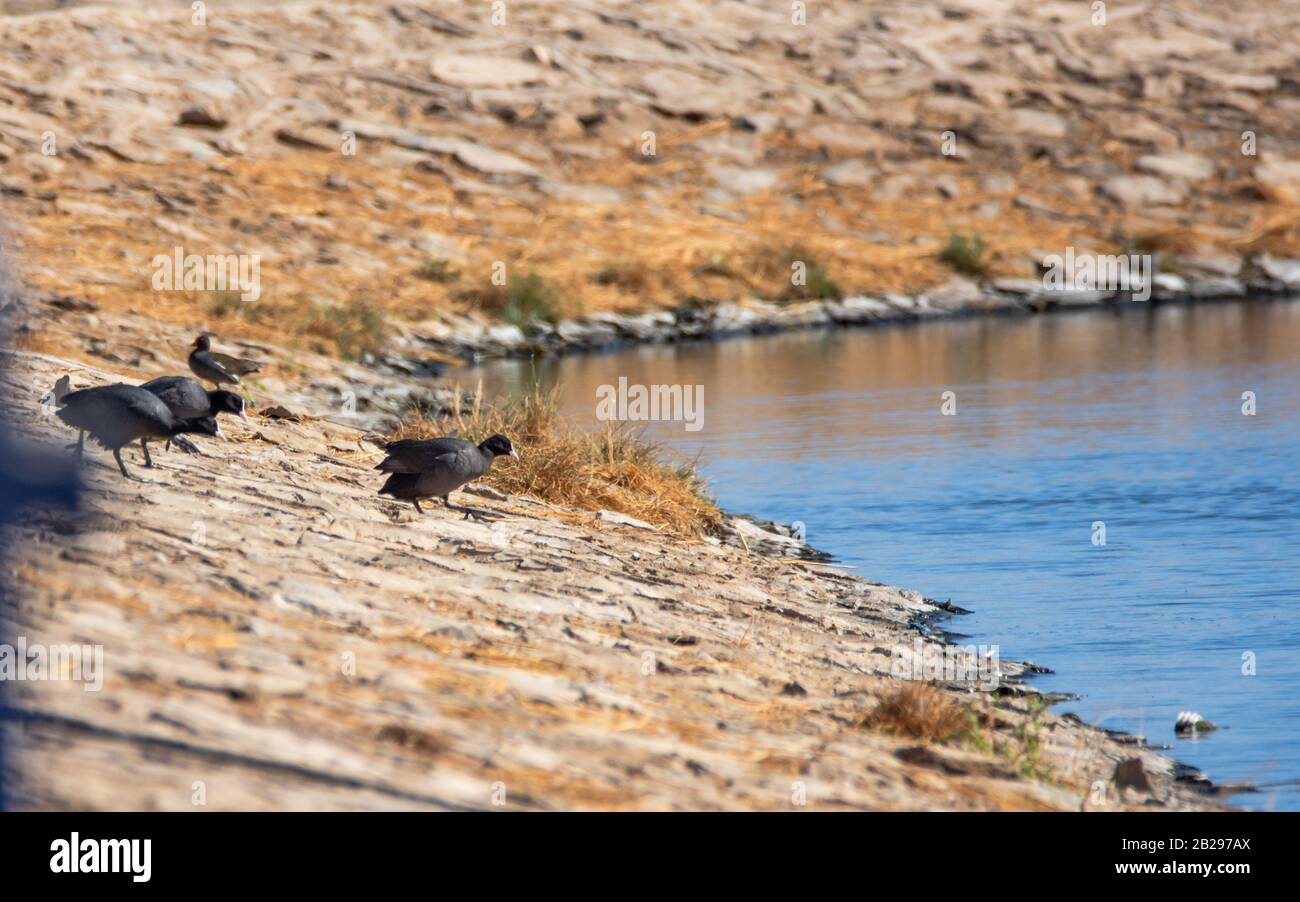 Coot feather hi-res stock photography and images - Alamy