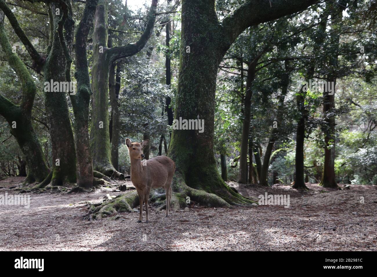 Deer in the forest (Nara - Japan Stock Photo - Alamy