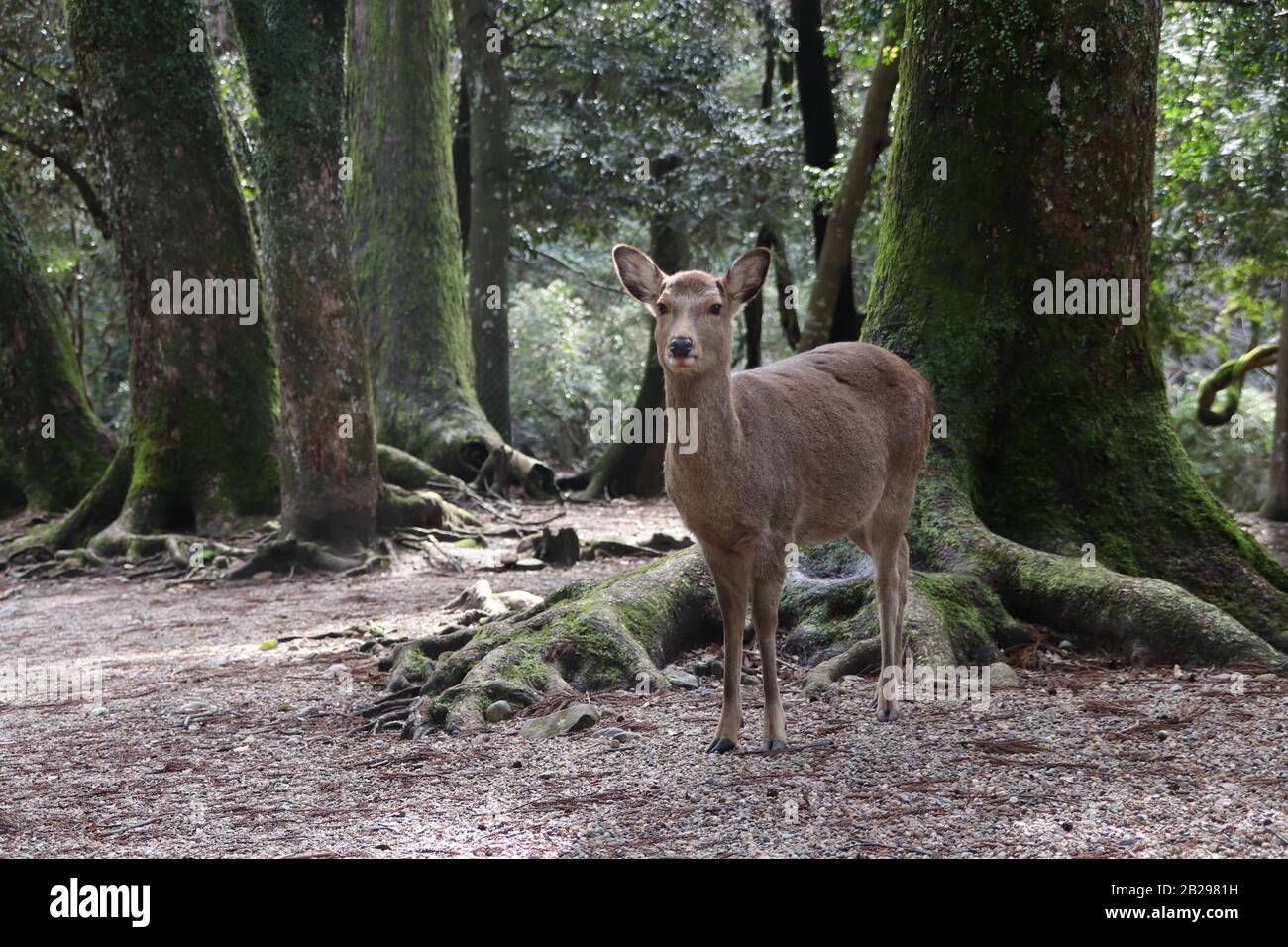 Deer in the forest (Nara - Japan Stock Photo - Alamy