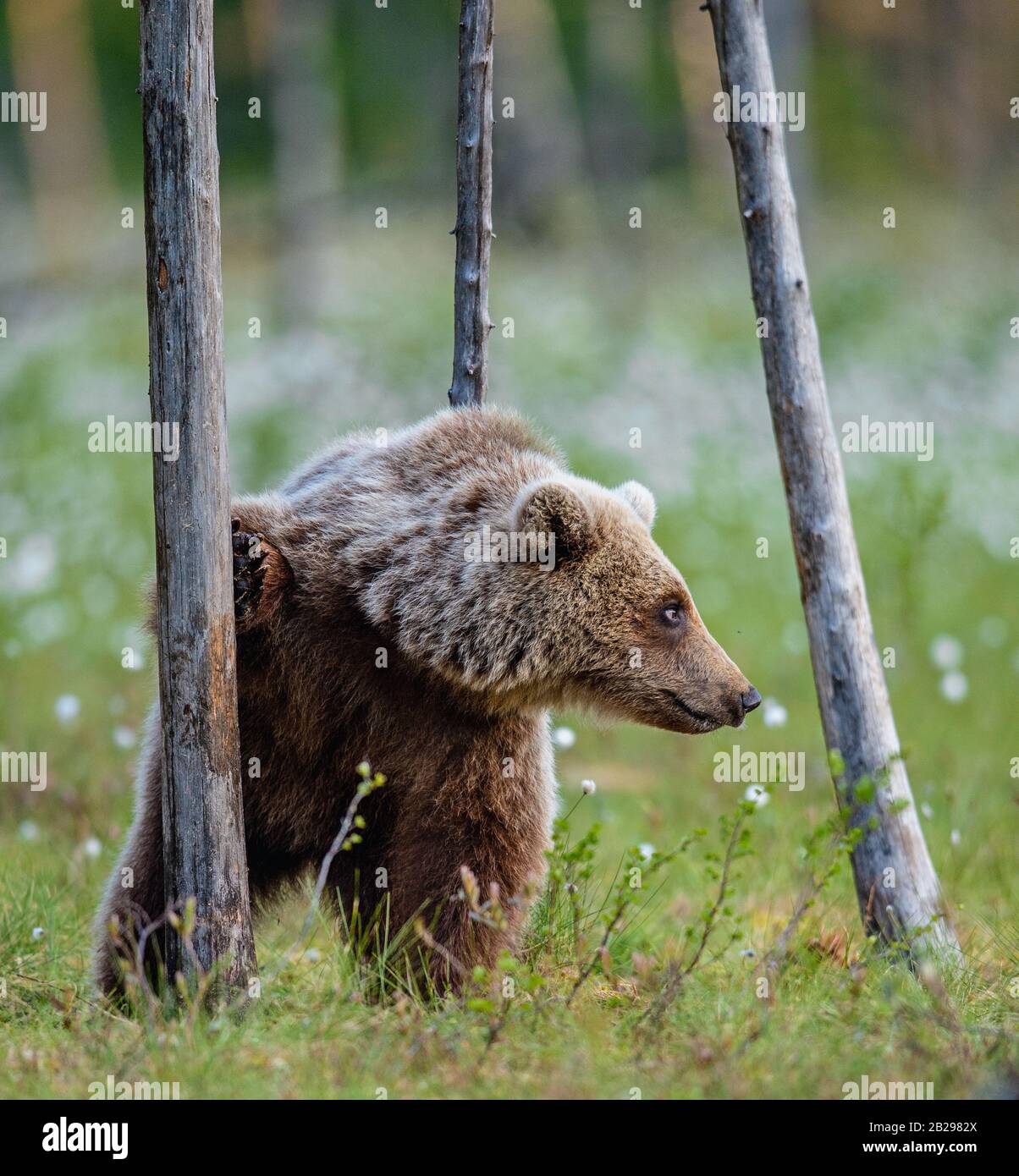 Brown bear on the swamp in the summer forest. Natural habitat ...