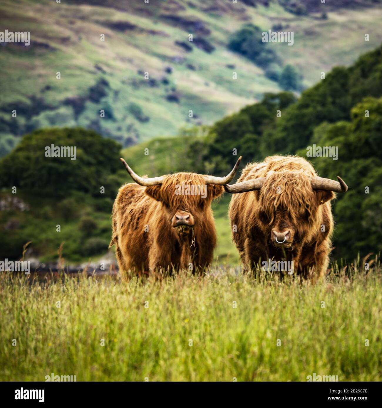 Domestic Scottish highland cattle walk on nature Stock Photo - Alamy