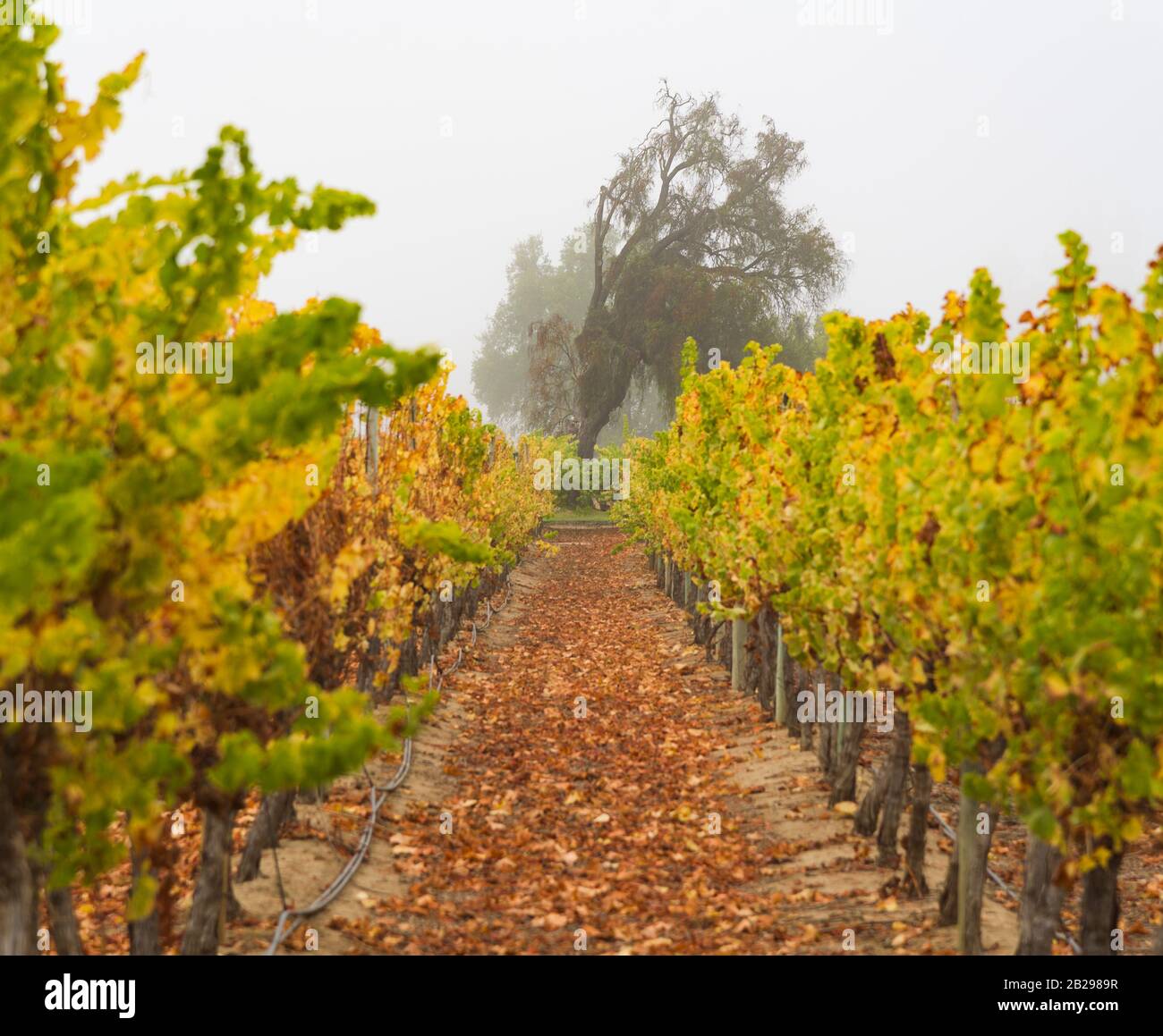Vine maple plant hi-res stock photography and images - Alamy
