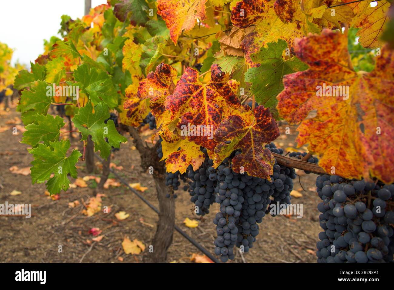 Vine maple plant hi-res stock photography and images - Alamy