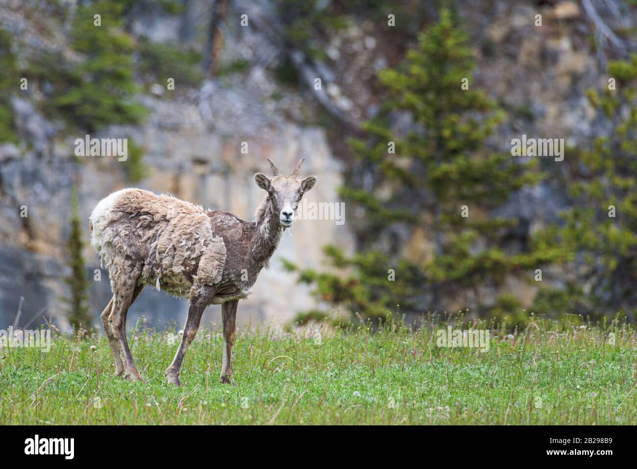 deer in grass Stock Photo - Alamy
