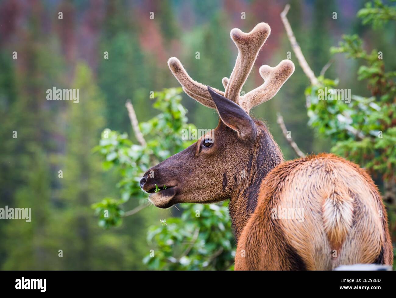 Deer of santa Stock Photo - Alamy